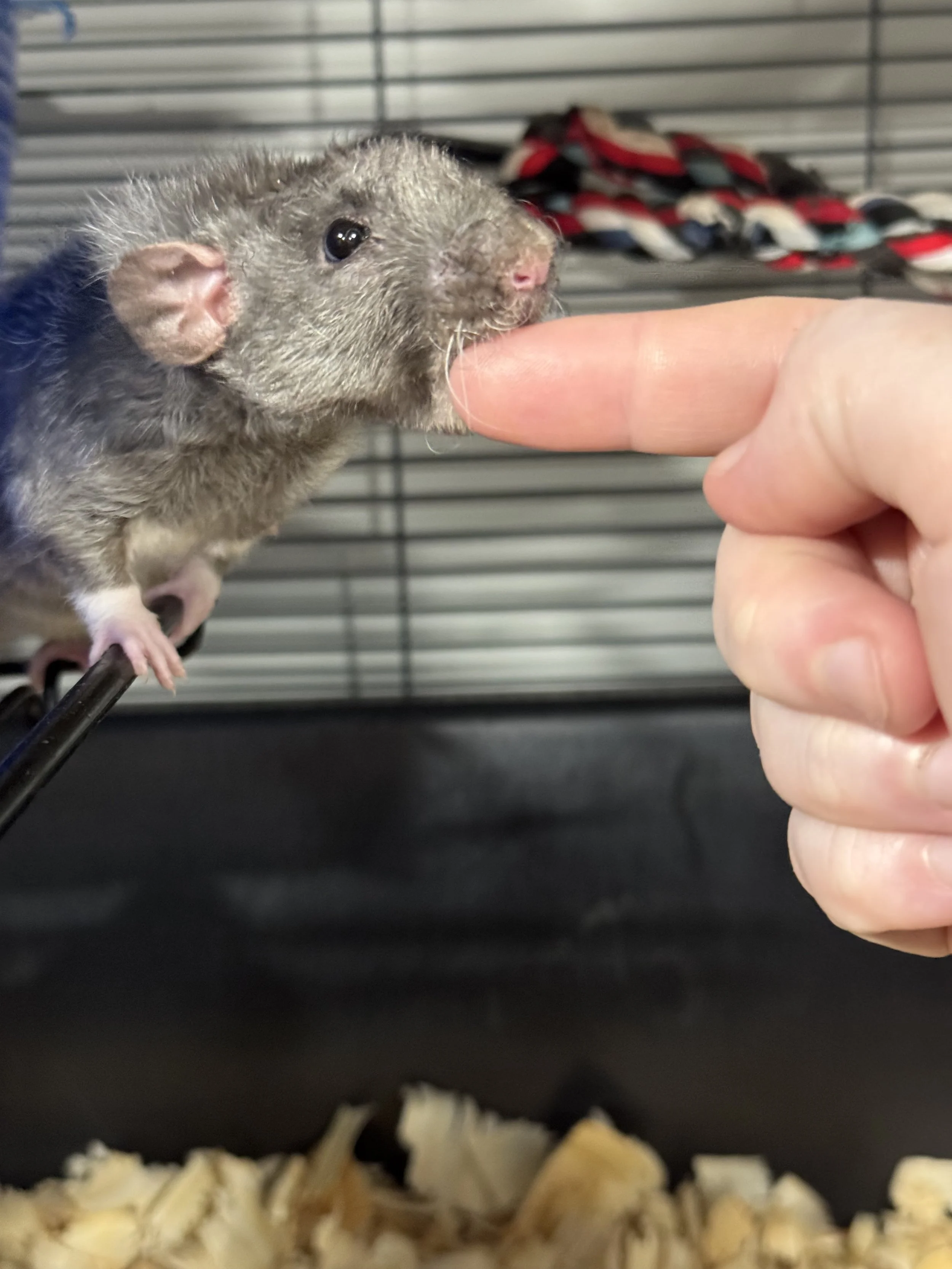 Why Is My Rat Biting Me? | Behavior, Causes & Solutions | Coastline ...