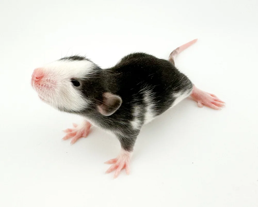 Rat Development Stages: From Newborn Pinky to Senior Rat | Coastline ...