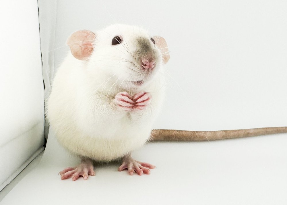 Rat Development Stages: From Newborn Pinky to Senior Rat | Coastline ...