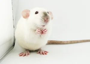Rat Development Stages: From Newborn Pinky to Senior Rat | Coastline ...