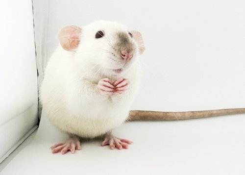 Rat Development Stages: From Newborn Pinky to Senior Rat | Coastline ...