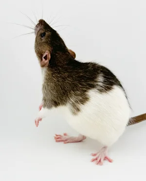 Rat Development Stages: From Newborn Pinky to Senior Rat | Coastline ...