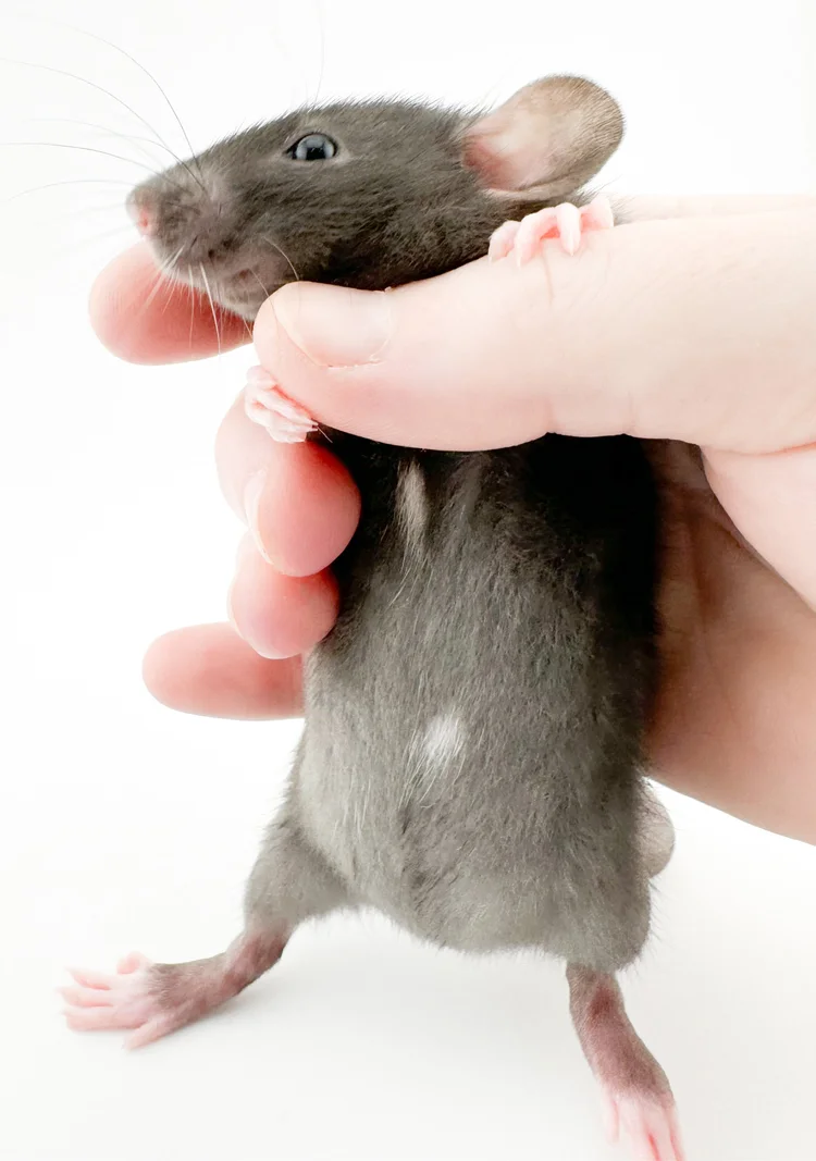 Rat Coats, Colors & Patterns We Offer | Varieties at Coastline Pets ...