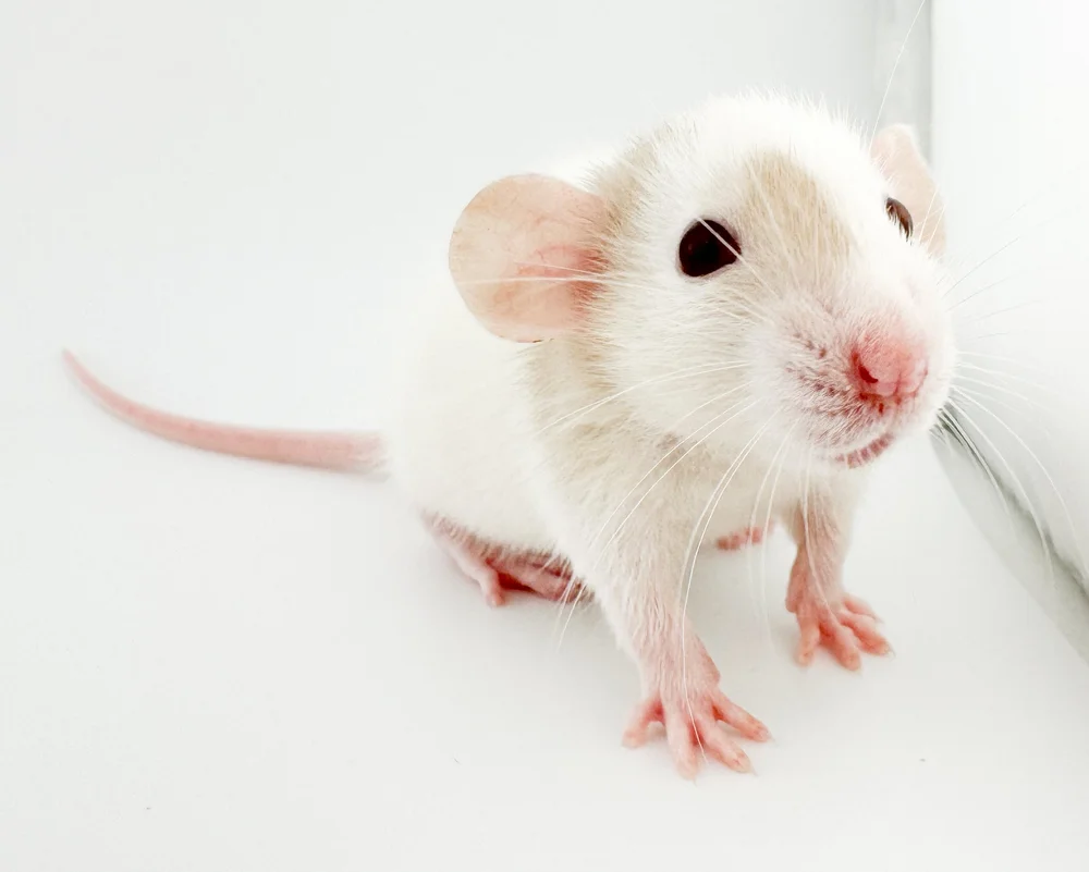Rat Development Stages: From Newborn Pinky to Senior Rat | Coastline ...