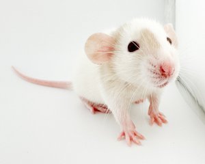 Rat Development Stages: From Newborn Pinky to Senior Rat | Coastline ...
