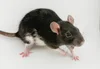 Rat Coats, Colors & Patterns We Offer | Varieties at Coastline Pets ...