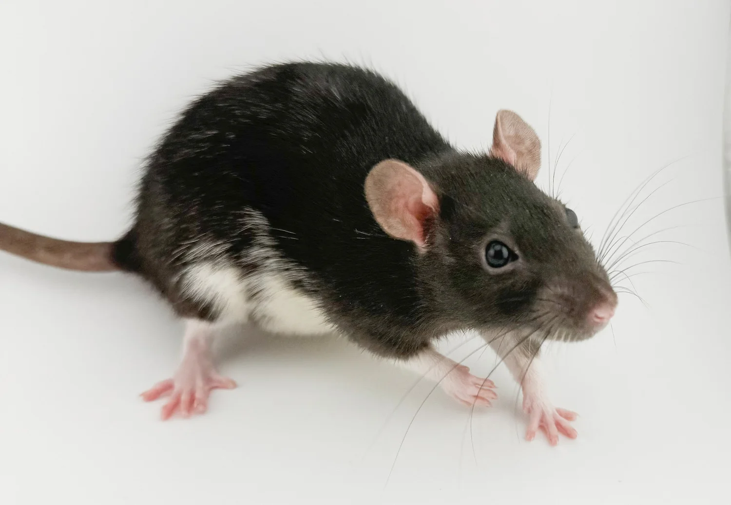 Rat Coats, Colors & Patterns We Offer | Varieties at Coastline Pets ...