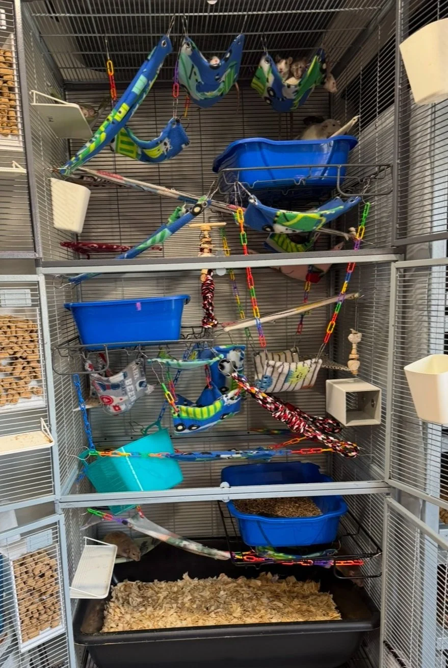 Basic Rat Care Guide | Housing, Bedding, Diet & Enrichment Tips ...