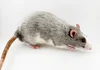 Rat Coats, Colors & Patterns We Offer | Varieties at Coastline Pets ...