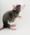 Rat Development Stages: From Newborn Pinky to Senior Rat | Coastline ...
