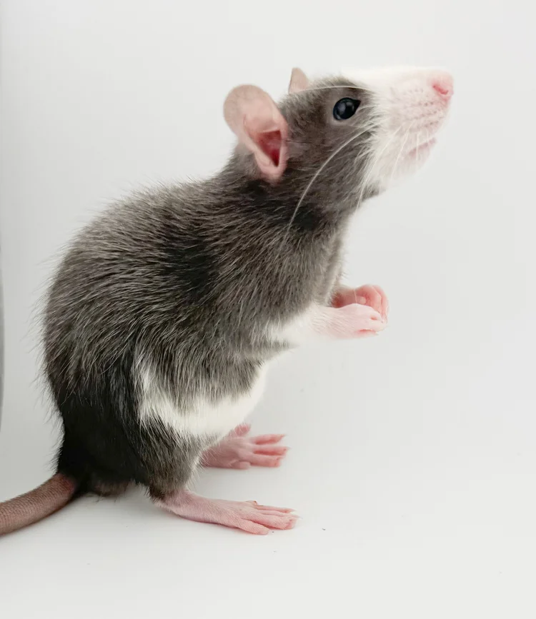 Rat Development Stages: From Newborn Pinky to Senior Rat | Coastline ...