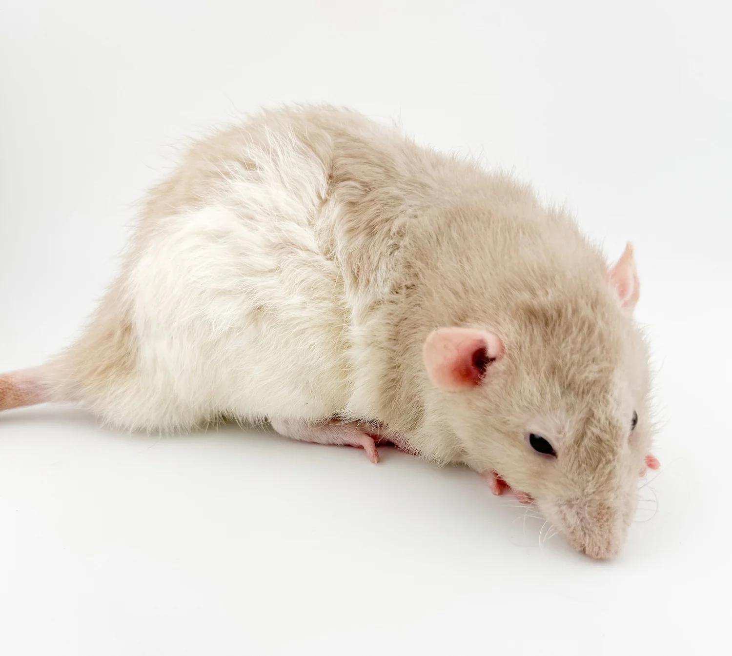 Rat Coats, Colors & Patterns We Offer | Varieties at Coastline Pets ...