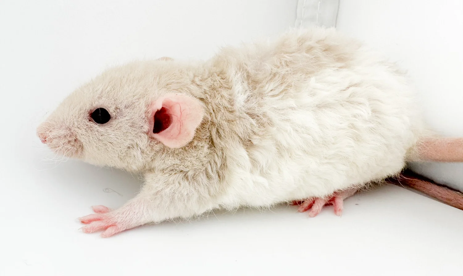 Rat Coats, Colors & Patterns We Offer | Varieties at Coastline Pets ...