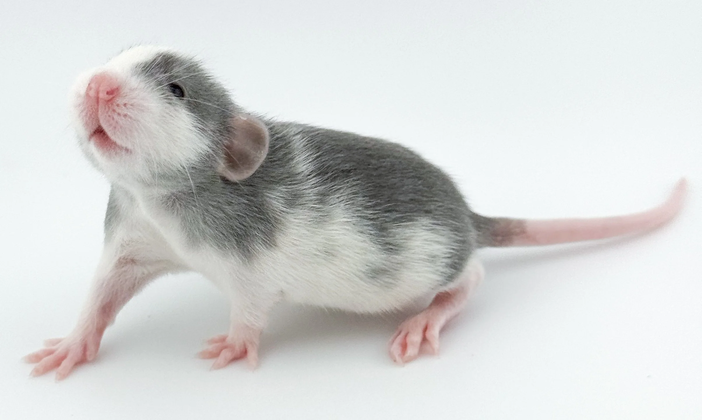 Rat Coats, Colors & Patterns We Offer | Varieties at Coastline Pets ...