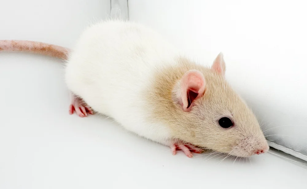 Rat Coats, Colors & Patterns We Offer | Varieties at Coastline Pets ...