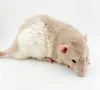 Rat Development Stages: From Newborn Pinky to Senior Rat | Coastline ...