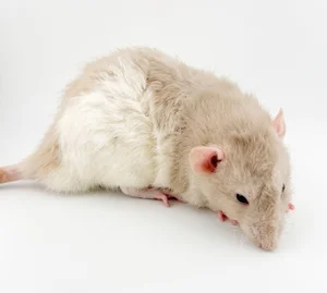 Rat Development Stages: From Newborn Pinky to Senior Rat | Coastline ...