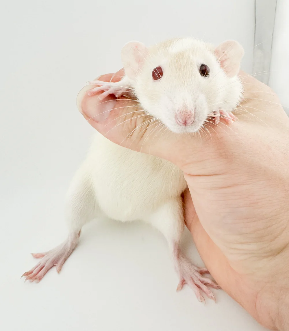 Pet Rat Pricing & Adoption Fees | Coat & Trait Cost Breakdown ...