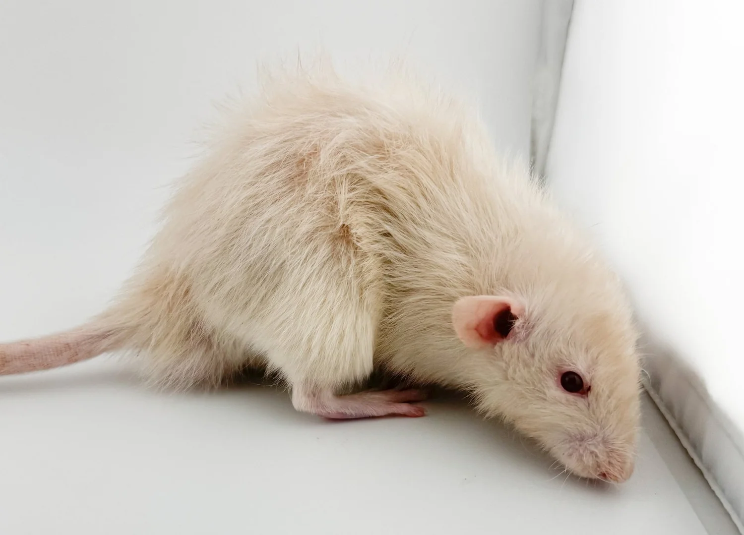 Rat Coats, Colors & Patterns We Offer | Varieties at Coastline Pets ...