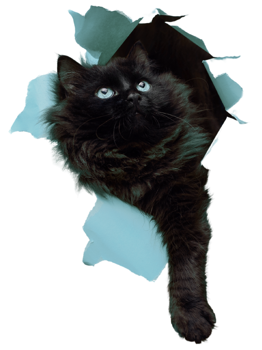 Adopt A Cat — Snaggletooth Cat Rescue