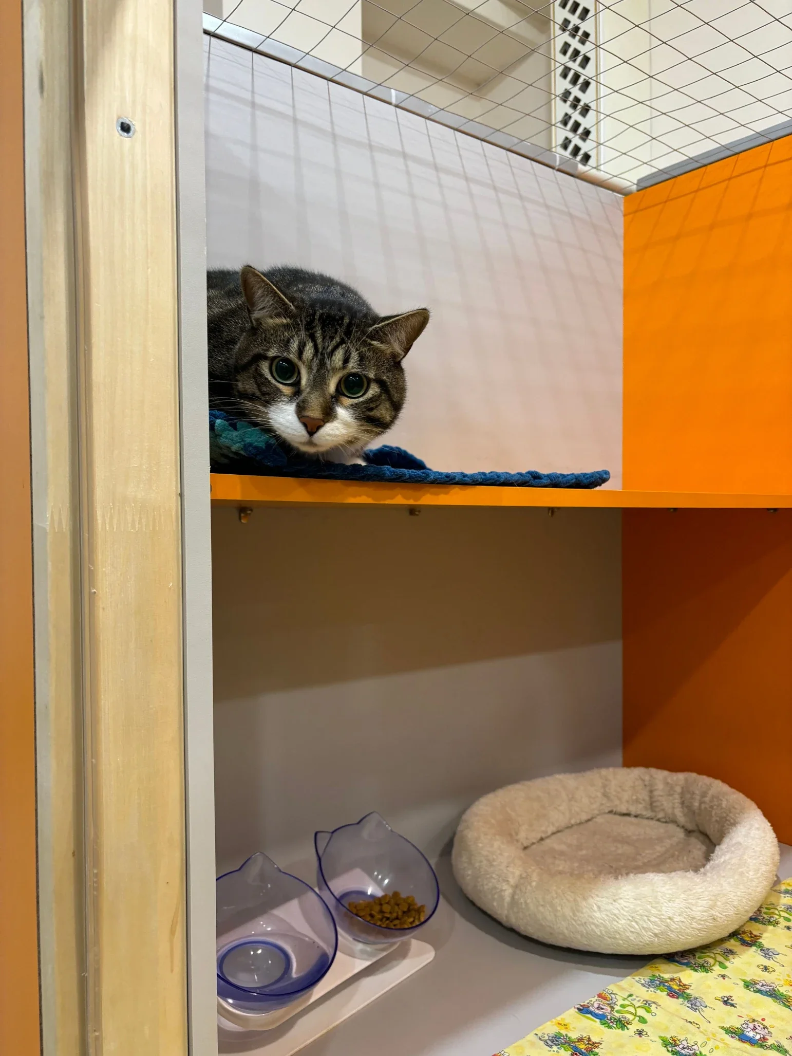 Pet Rooms That Glow With Personality