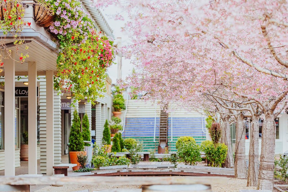 Live in the Heart of Matakana | The Village Rise Location