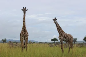 australien — Toli Travels