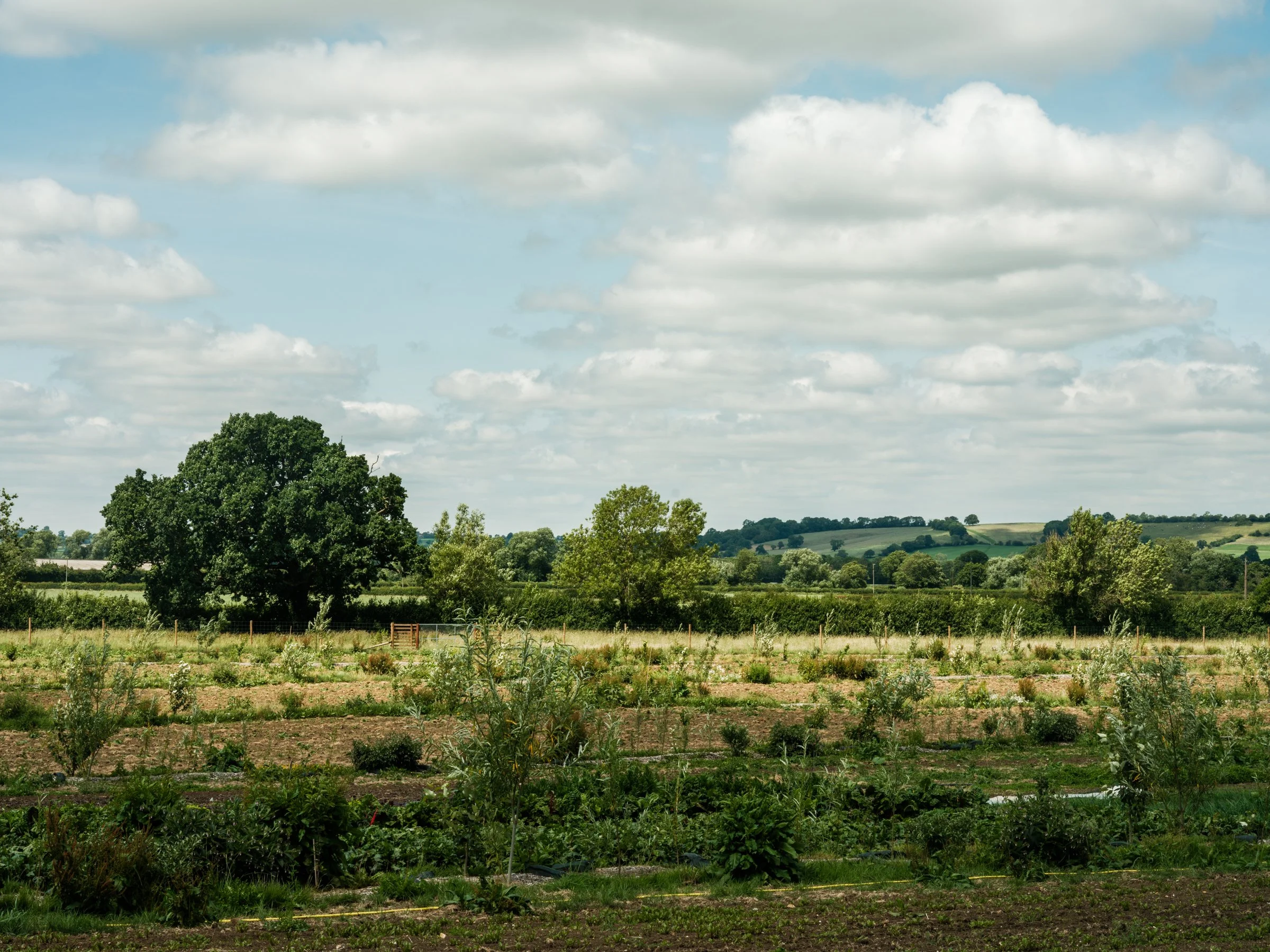 Higher Farm - Regenerative Farm in Somerset