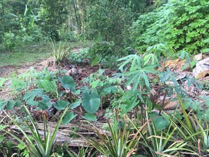 What is Syntropic Farming?: A Permaculture Perspective — Porvenir Design