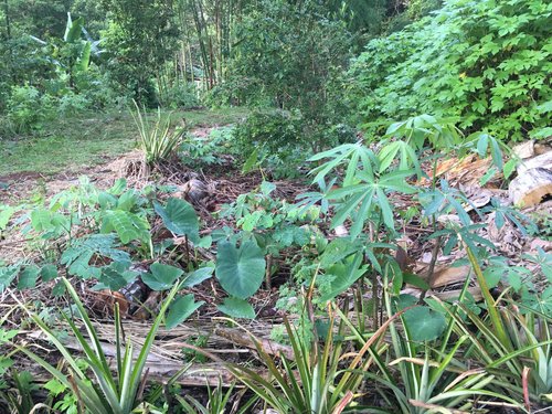 What is Syntropic Farming?: A Permaculture Perspective — Porvenir Design