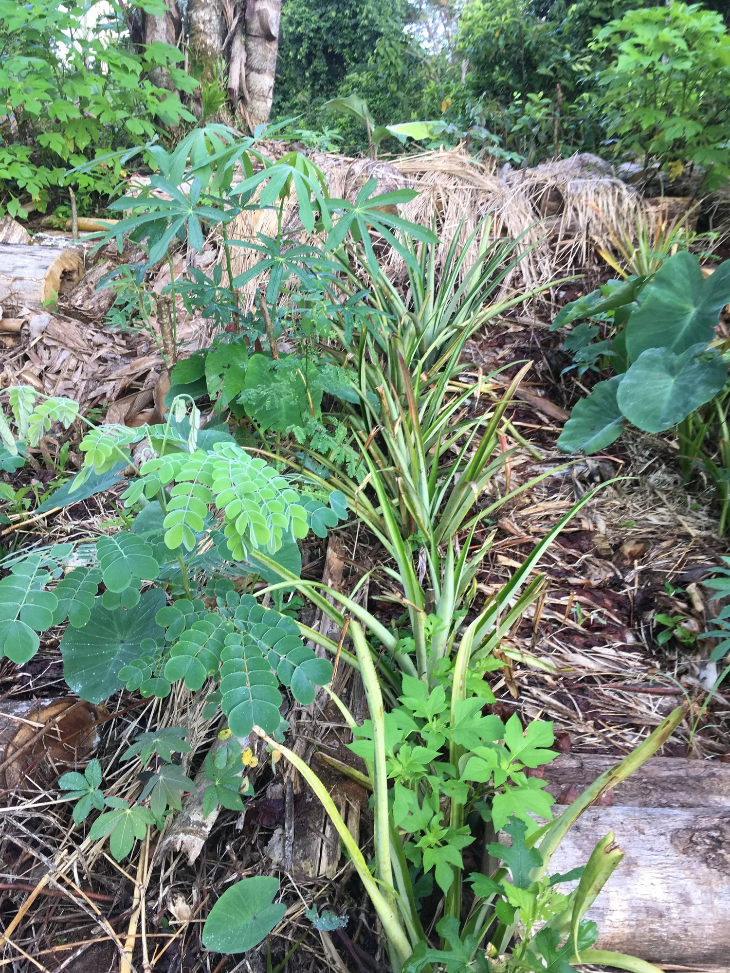 What is Syntropic Farming?: A Permaculture Perspective — Porvenir Design
