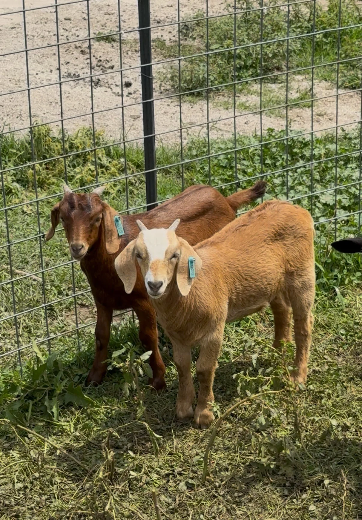 General 5 — Drumm Farm Center for Children