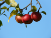 Apple Scions | Shop Premium Apple Scions Today — Masonville Orchards ...