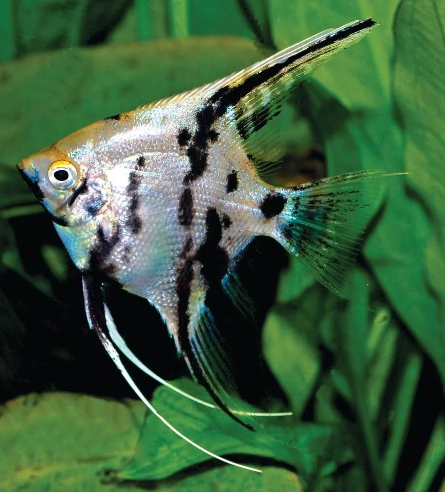 Angelfish — Buy tropical fish & shrimp online |See all our stock ...