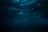Mermaid Courses 2025 | PADI‑Certified Mermaiding Training for All Levels