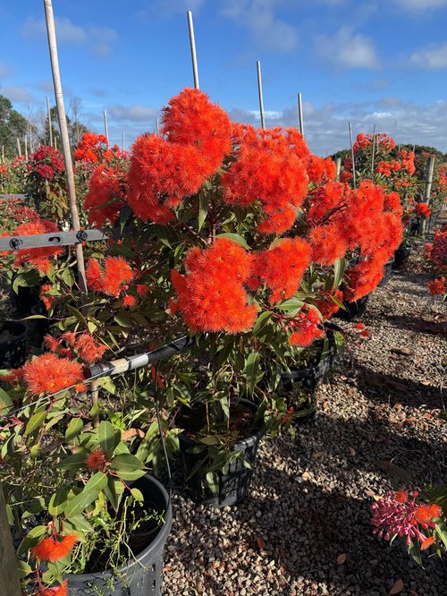 Tree of the Month: Corymbia ‘Baby Orange’ – Compact Size, Striking ...