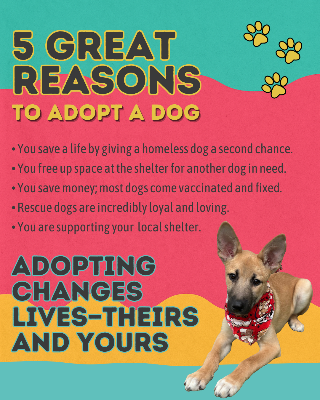 Adopt a Pet | Dogs Available | Dulce Vida Rescue — Dulce Vida | Animal ...