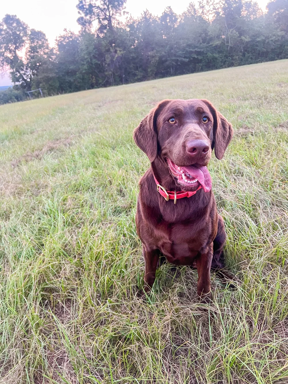 Labrador Retriever Puppies & Litters — Riptide Thunder Kennels