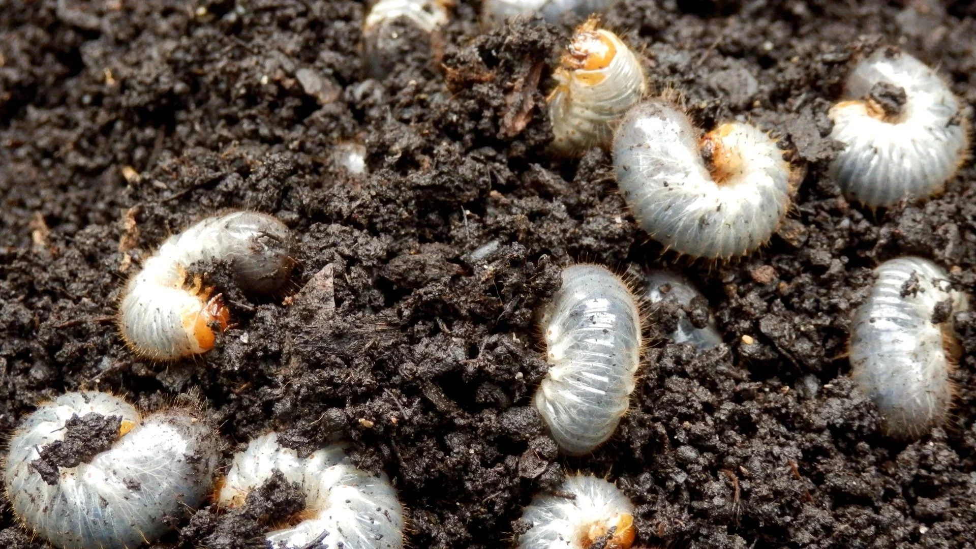 Grub Control in Lewis Center, OH | Lawn Control Center