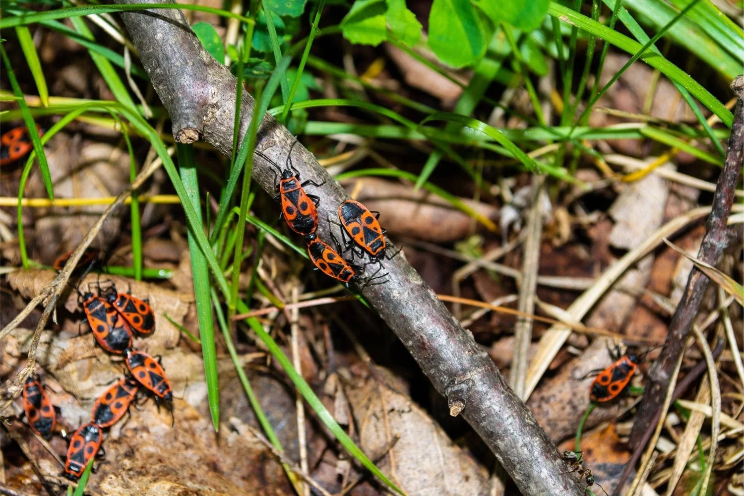 Chinch Bug Control in Lewis Center, OH | Lawn Control Center
