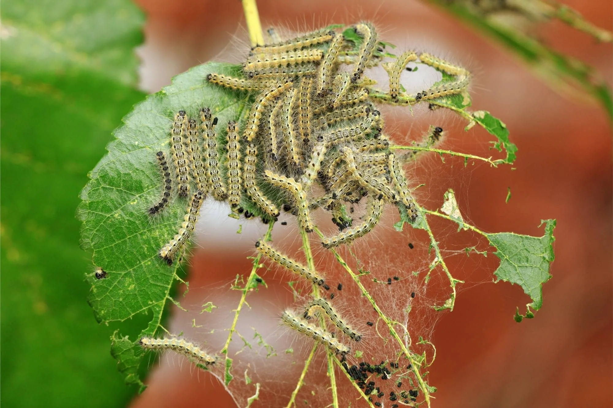 Sod Webworm Control in Lewis Center, OH | Lawn Control Center