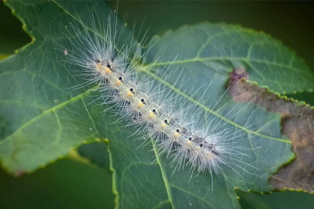 Sod Webworm Control in Lewis Center, OH | Lawn Control Center