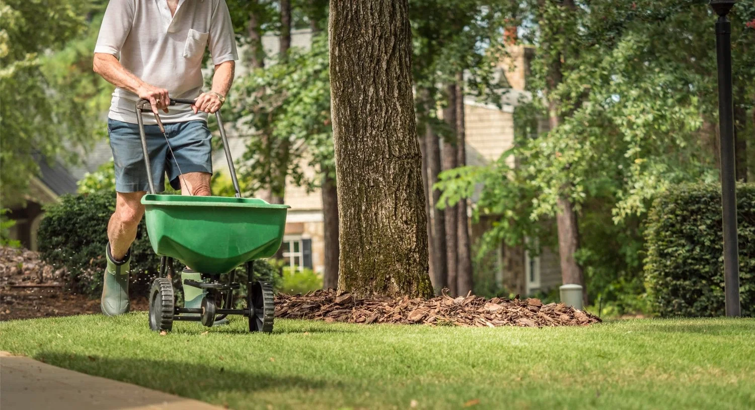Chinch Bug Control in Lewis Center, OH | Lawn Control Center