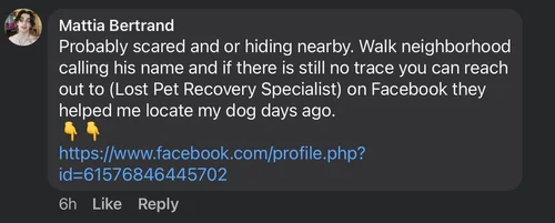 The Dark Side of Lost Pet Alerts: Real Scammer Tactics Revealed — Pet ...