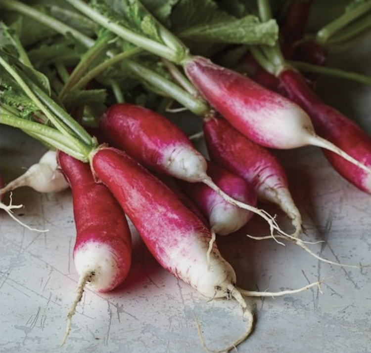FRENCH BREAKFAST RADISH — Restorative Farms