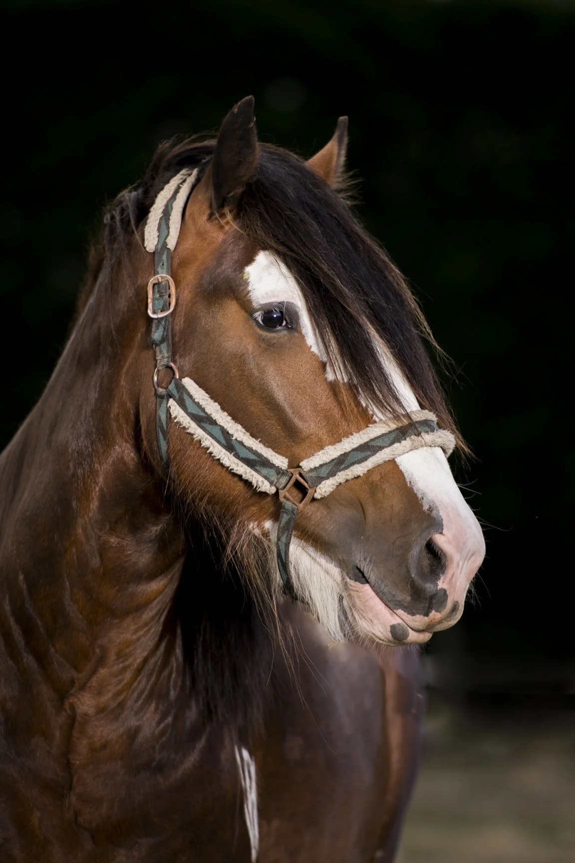 Stallions at stud, Mare AI, Horse semen collection