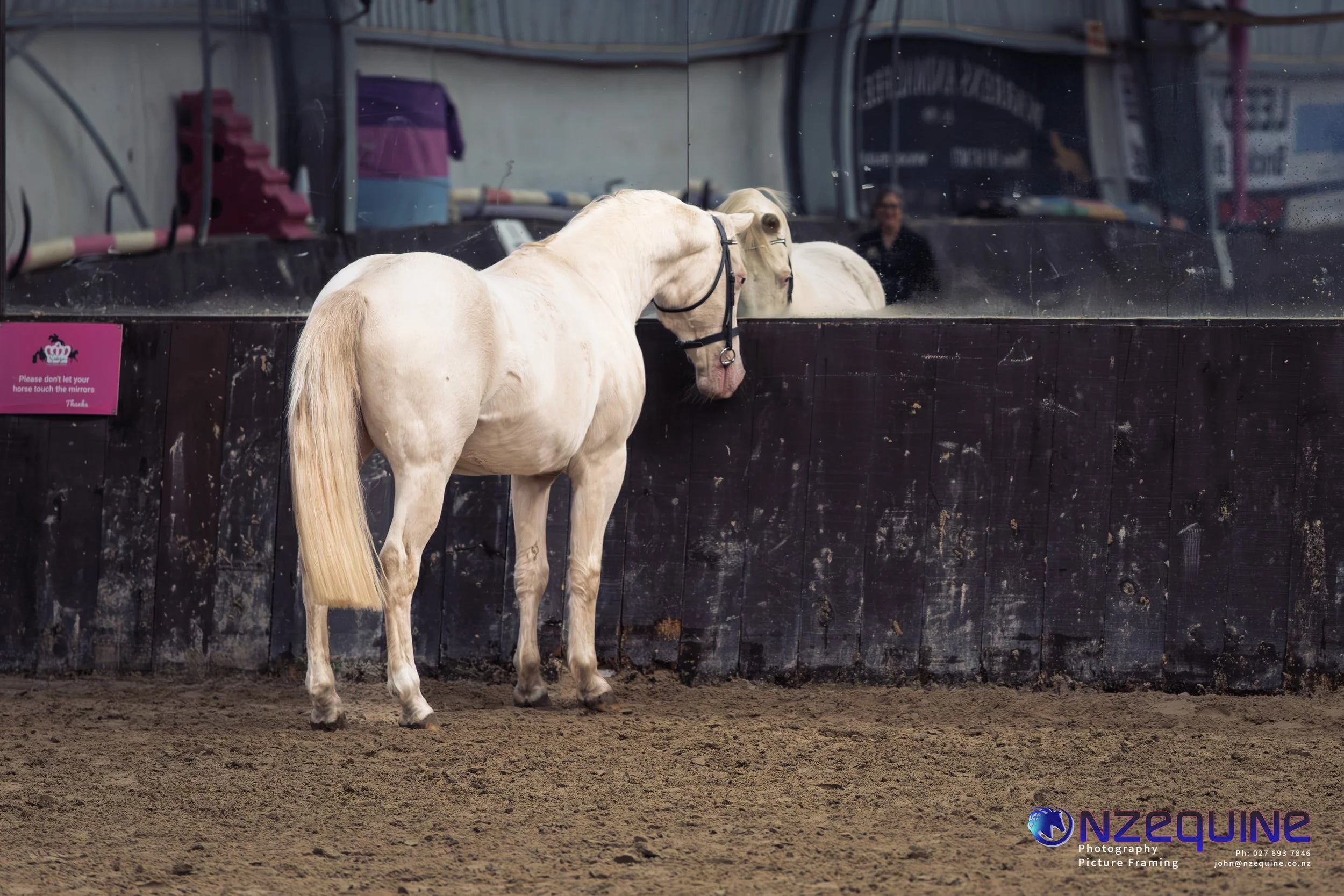 Stallions at stud, Mare AI, Horse semen collection