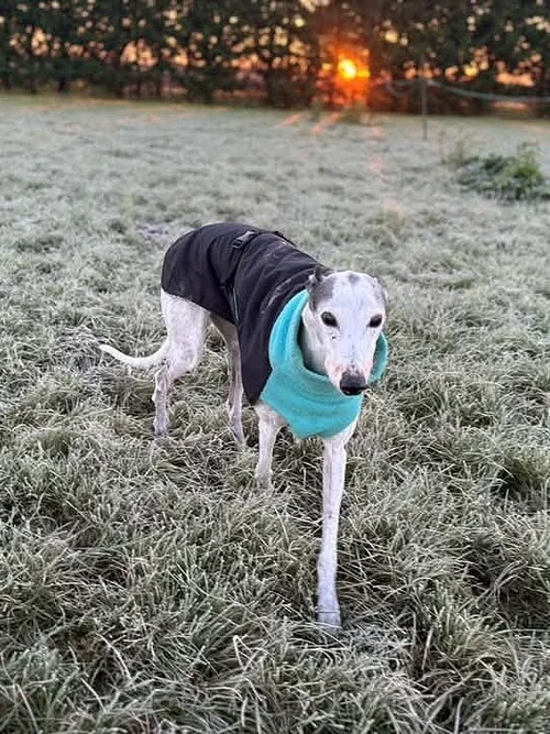 Homing | Find Your New Friend — GREYS. Finding Homes For Hounds
