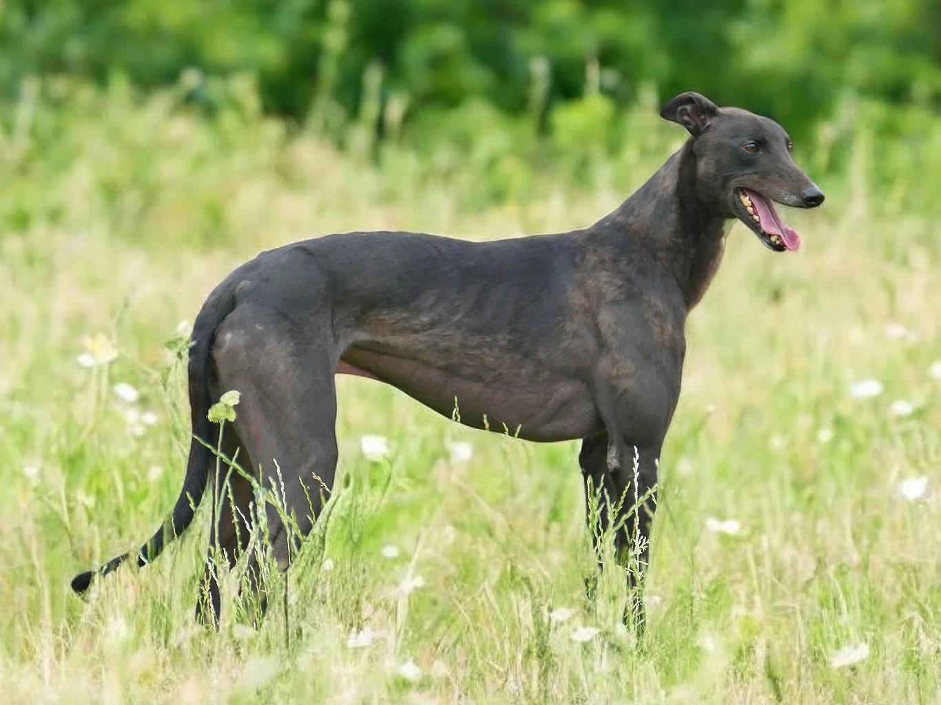 Homing | Find Your New Friend — GREYS. Finding Homes For Hounds