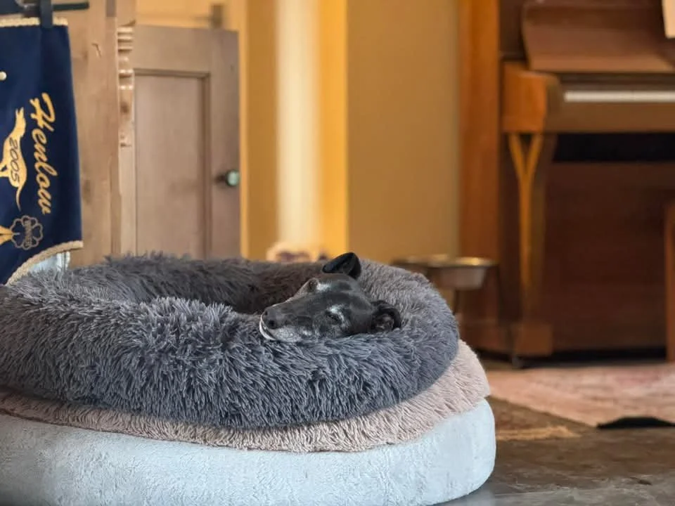 GREYS - Finding Homes For Hounds